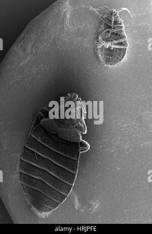 Scanning Electron Micrograph Bed Bug's Mouthparts Stock Photo - Alamy