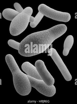 Botulism bacteria. Illustration of botulism bacteria (Clostridium ...