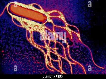 Transmission electron micrograph (TEM) of Salmonella sp, When ingested ...