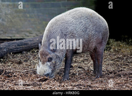 Bearded Pig: Sus barbatus Stock Photo - Alamy