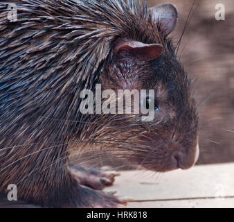 African brush-tailed porcupines (Atherurus africanus), standing in a ...