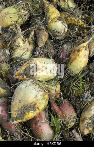 Mangelwurzel or mangold wurzel, also called mangold, mangel beet, field ...