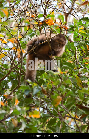 Crested capuchin (Sapajus robustus) Threatened of extinction ...