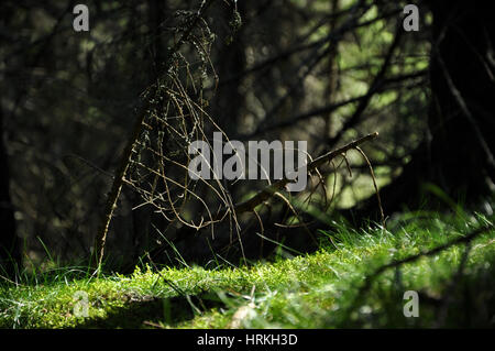 Mystic hidden forest. Green grass growing in the forest Stock Photo - Alamy