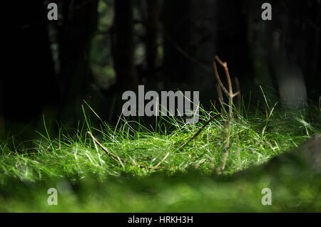 Mystic hidden forest. Green grass growing in the forest Stock Photo - Alamy