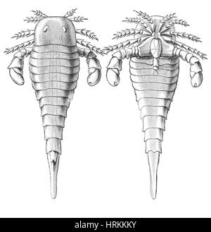 Illustration of Eurypterus remipes, a eurypterid or sea scorpion from ...