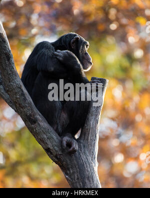 Portrait of a chimpanzee in a profile Stock Photo - Alamy