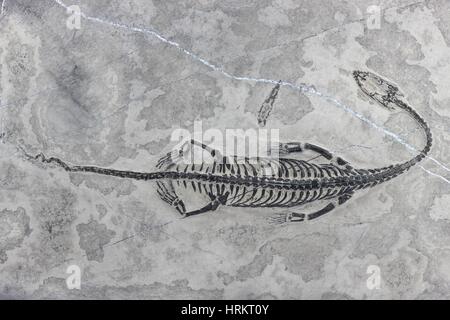 Triassic Fossil Reptile Keichousaurus hui, China Stock Photo - Alamy