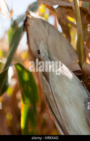 Popcorn close-up on whole background Stock Photo - Alamy