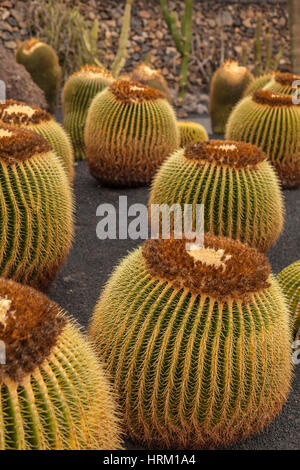 Spanish green succulent cactus in Fabryary by macro view Stock Photo ...