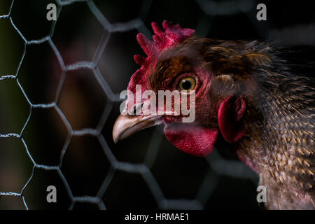 chicken behind fence Stock Photo - Alamy