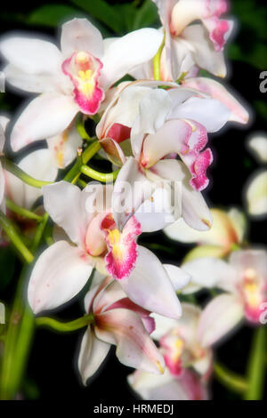 Beautiful yellow Indiana wild flowers Stock Photo - Alamy