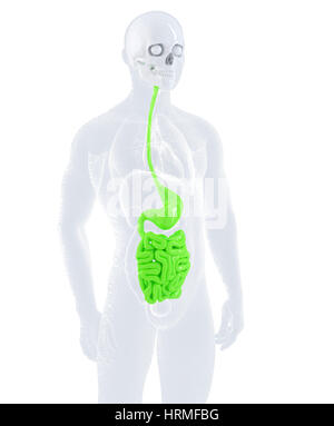 Male digestive system. Isolated, contains clipping path Stock Photo - Alamy