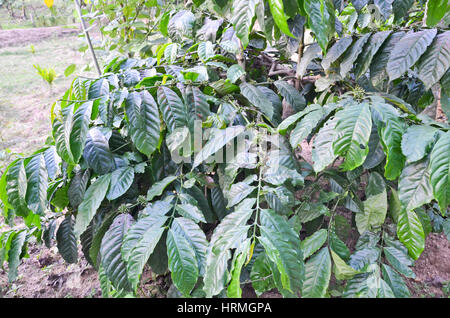 Coffee Plantation at Chickmiagalore (Chickmagalur), karnataka, India ...