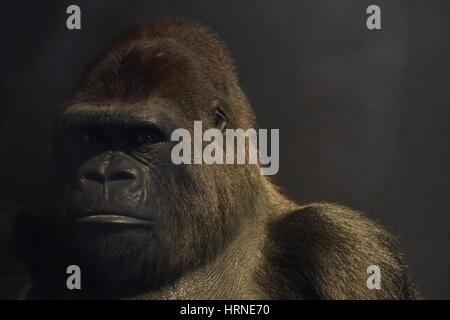 GORILLA EMPIRE STATE BUILDING KING KONG (1933 Stock Photo - Alamy