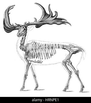 Reconstruction of the Irish Elk (Megaloceros), extinct genus found as ...
