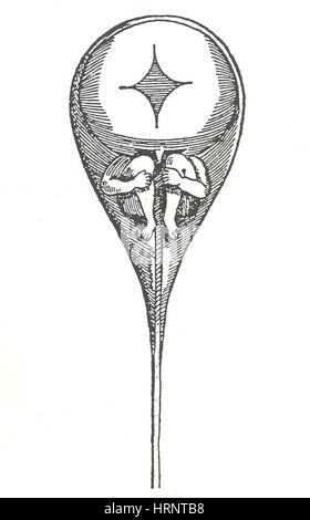Drawing of Homunculus, 1694 Stock Photo - Alamy