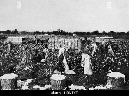 Cotton pickers, cotton picking, America, 1930's Stock Photo - Alamy