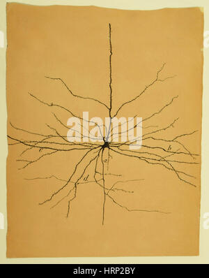 Drawing of a pyramidal cell in the cerebral motor cortex by Santiago ...