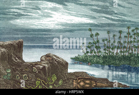 Devonian Crinoid, Illustration Stock Photo - Alamy