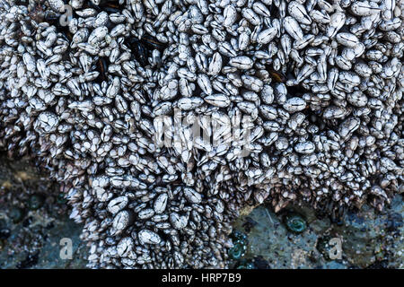 A rock covered with Goose Barnacles on the Washington Coast, USA Stock ...