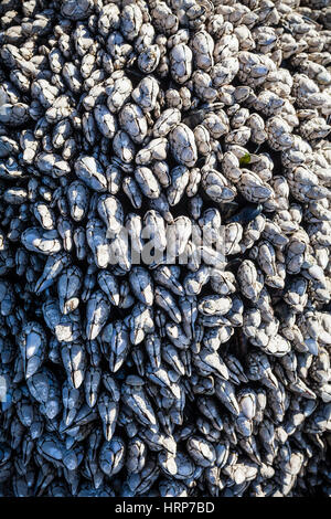 Goose Barnacles, Pollicipes polymerus, on rocky habitat at Tongue Point ...