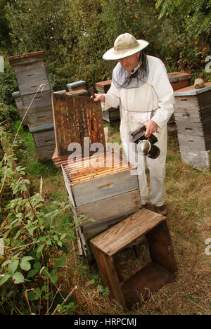 A mature male beekeeper or apiarist tending his hives Stock Photo - Alamy