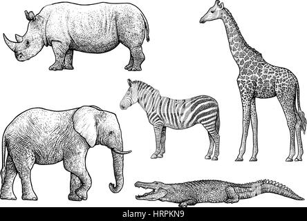 African animals illustration, drawing, engraving, ink, line art, vector ...