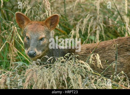 Southern Pudu (Pudu puda) tiny deer of southern Chile, Chiloe Island ...