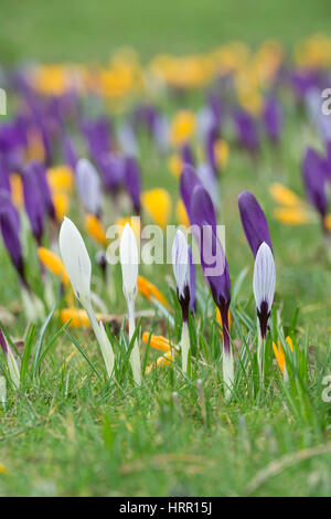Crocuses in bloom on March 1st 2021 which is the first day of spring ...