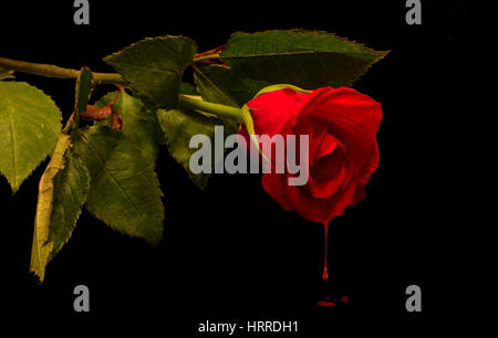 A Roses Tear Stock Photo - Alamy