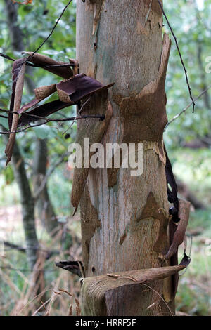 gum tree bark flaking off of a tree trunk Stock Photo - Alamy