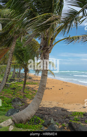 ROW OF PALM TREES PLAYA LUQUILLO BEACH PUERTO RICO Stock Photo - Alamy