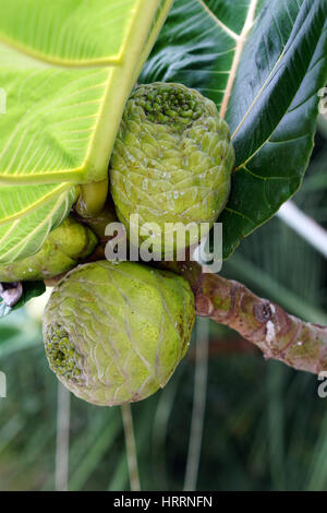 Fig (Ficus dammaropsis) leaf, native to New Guinea Stock Photo - Alamy