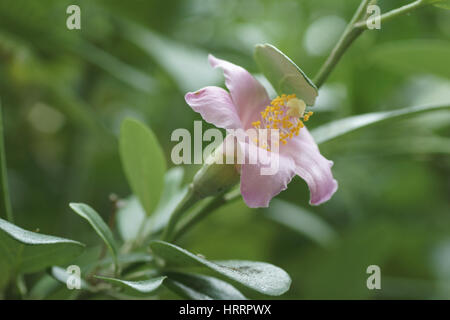 Lagunaria patersonia, Cow-Itch Tree Stock Photo - Alamy