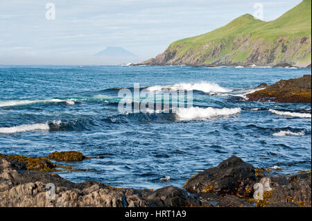Urup Kuril Islands, Sakhalin, Russia, Bombus sp., Animalia, Arthropoda ...