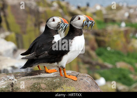 Atlantic Puffin, Fratercula arctica with lesser sand eels also called ...