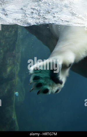 Polar bear paw Stock Photo - Alamy