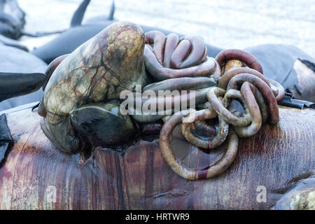 Detail of intestines of Long Fin Pilot whale stranded on the beach at ...
