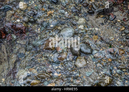A closeup shot of a Pacific Northwest streambed with clear water and ...