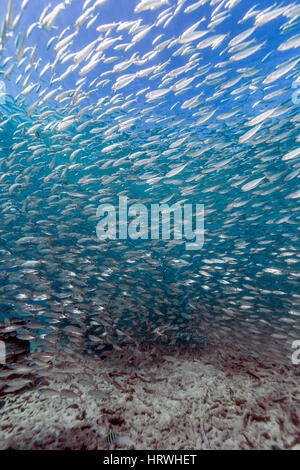 Atlantic silverside, Menidia menidia also known as spearing in the ...