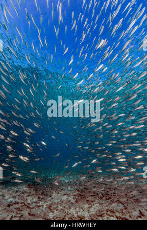 Atlantic silverside, Menidia menidia also known as spearing in the ...