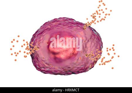 Mast cell releasing histamine during allergic response,computer illustration.Mast cells are type ...