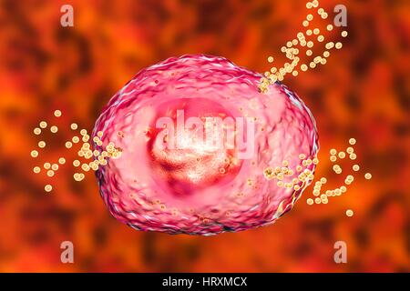 Mast cell releasing histamine during allergic response,computer illustration.Mast cells are type ...