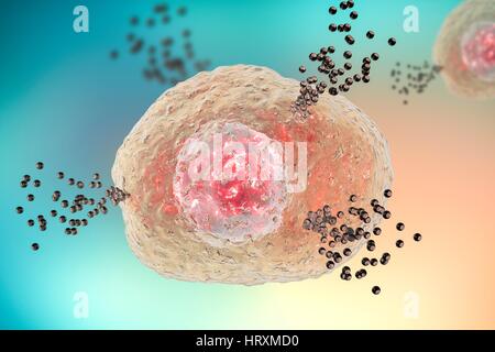 Mast cell releasing histamine during allergic response,computer illustration.Mast cells are type ...