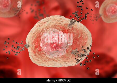 Mast cell releasing histamine during allergic response,computer illustration.Mast cells are type ...