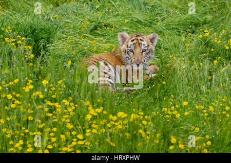 Tiger cub in deep grass and yellow flowers Stock Photo - Alamy