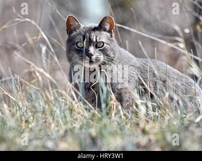 Exotic gray barn cat (Felis catus) out for a hunt Stock Photo - Alamy