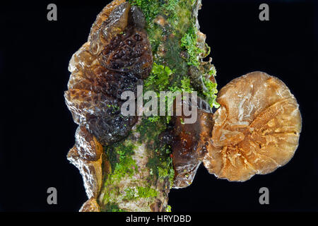 Rubbery-gelatinous, button shaped fruit bodies of Witches' butter and ...