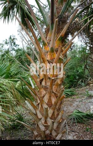 Palmetto palm tree, the state tree of South Carolina and its shadow ...